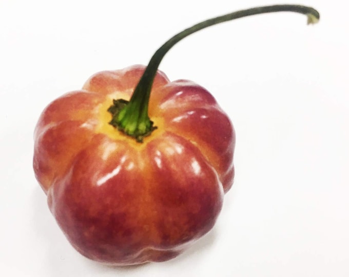 Cheiro Roxa Hot Pepper Premium Seed Packet More | Etsy