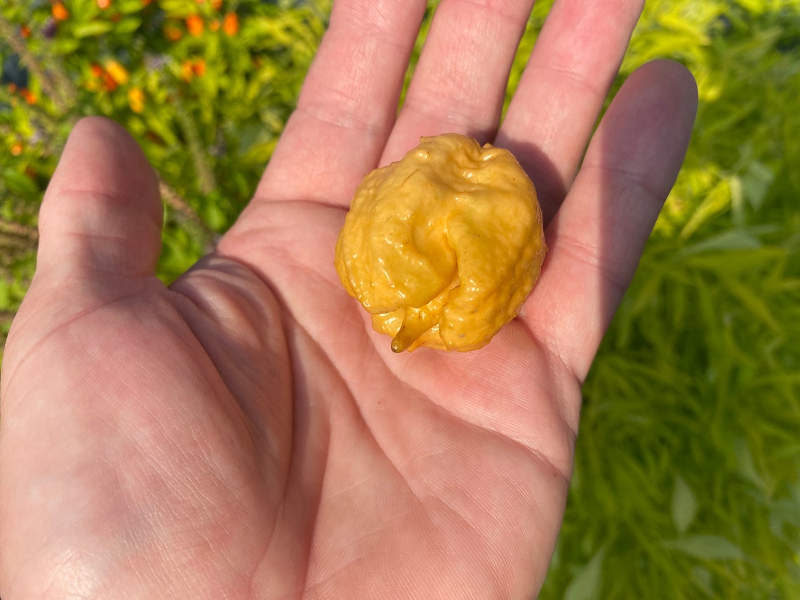 Golden Carolina Reaper HP22B Pepper Premium Seed Packet Record Hottest ...