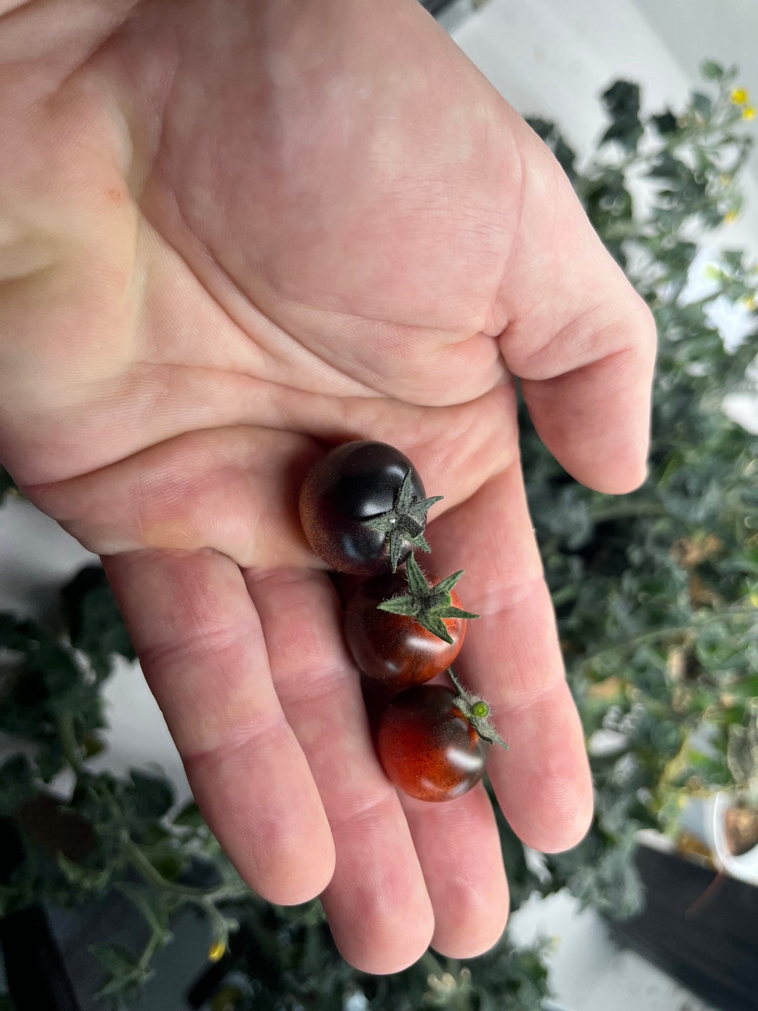 Inkspot Blue Micro Dwarf Bonsai Tomato Premium Seed Packet - Etsy