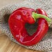 Yaki Blue Purple Ghost Pepper Hot Pepper Premium Seed Packet More - Etsy