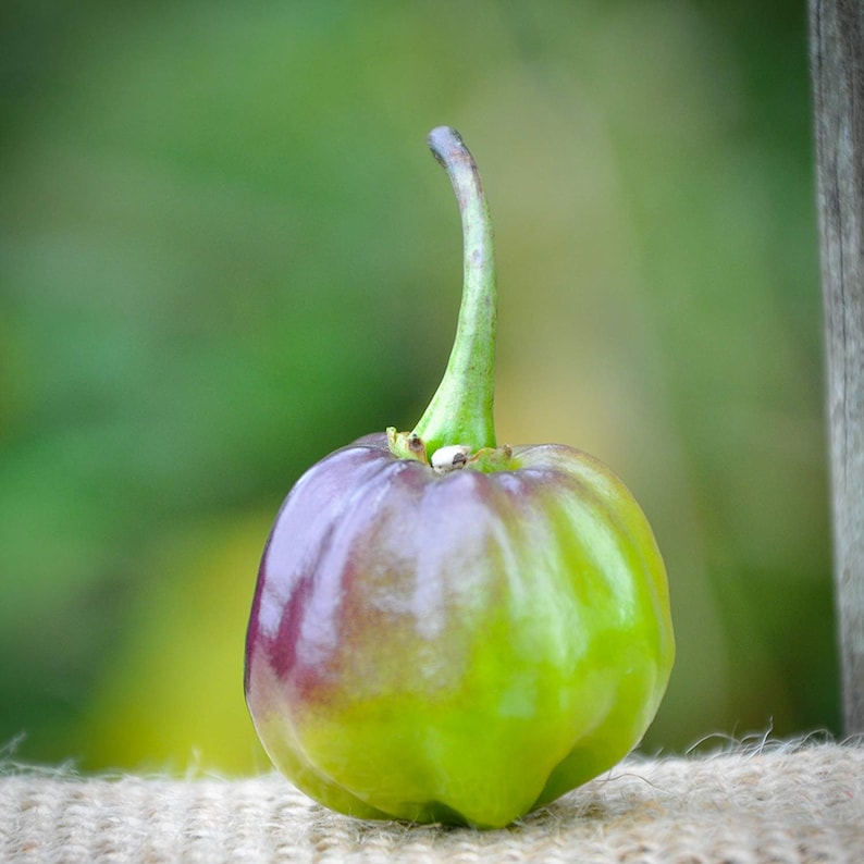 Sunset Peach CGN 21500 Hot Pepper Premium Seed Packet More - Etsy