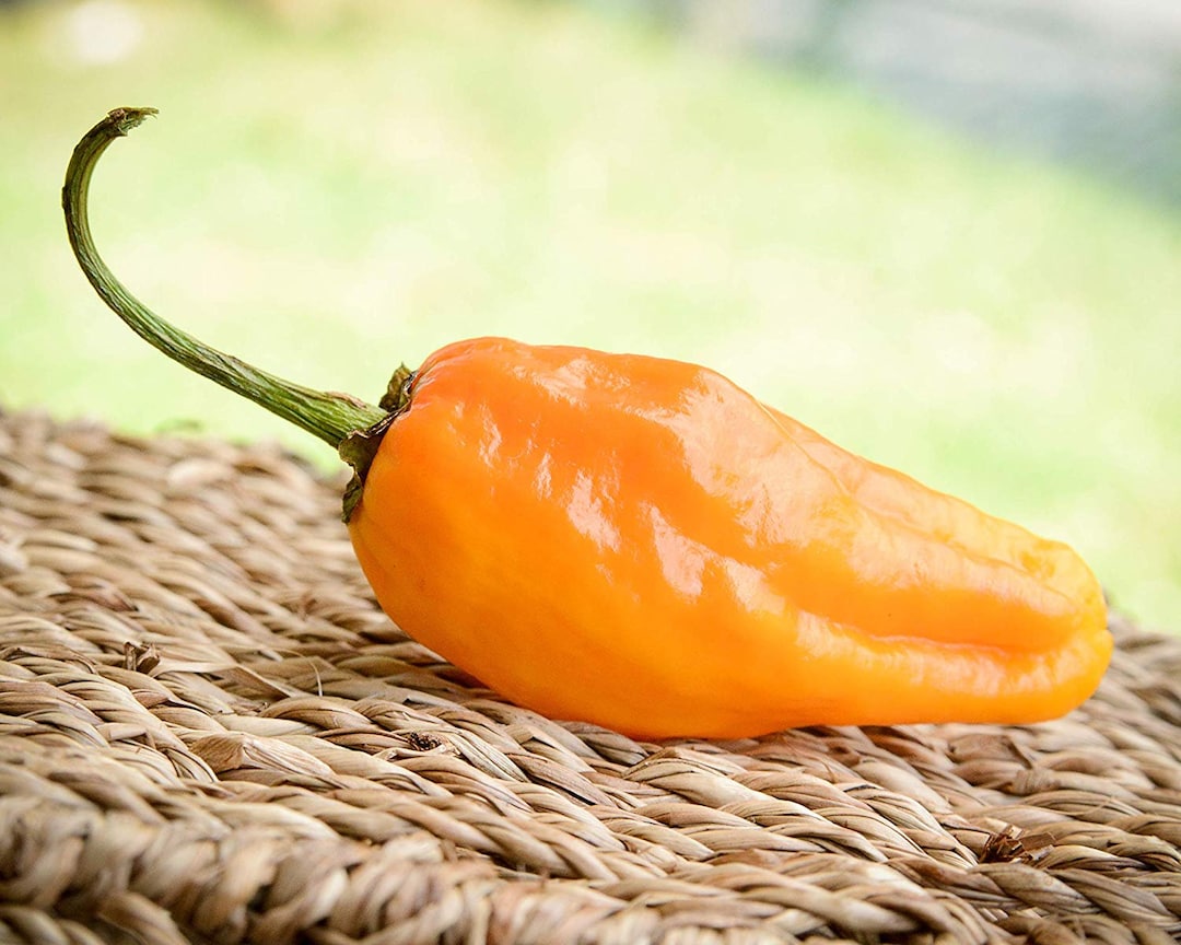 Orange Pepperoncini Peperoncini Italian Pickling Heirloom Pepper ...