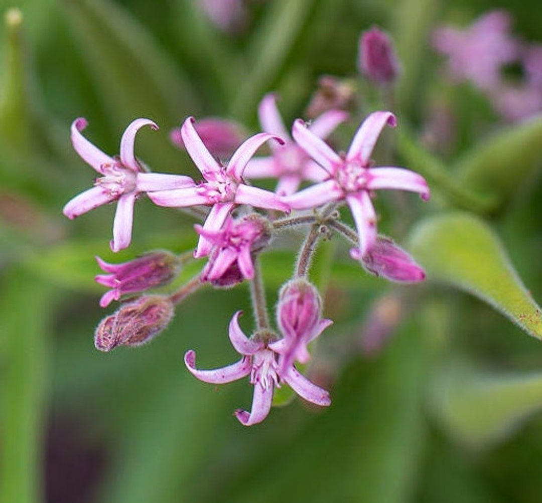 Pink Tweedia Butterfly Weed Milkweed Oxypetalum Solanoides Premium Seed ...