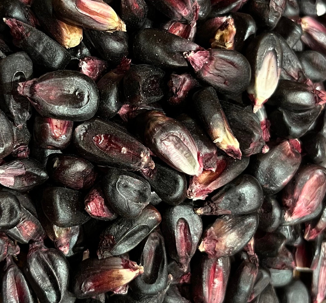 Conico Purple Morado Corn Masa Puebla Tamale Maize 20 Seed Pack - Etsy