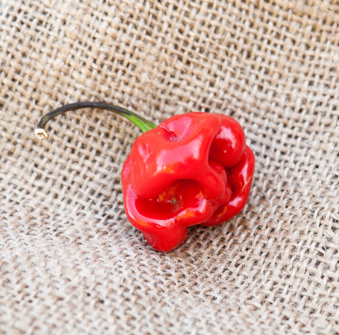 Red Savina Habanero Heirloom Pepper Premium Seed Packet | Etsy