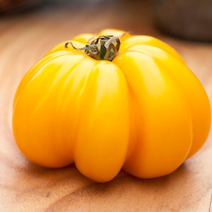 Yellow Ruffles Pleated Stuffing Heirloom Tomato Premium Seed Packet - Etsy
