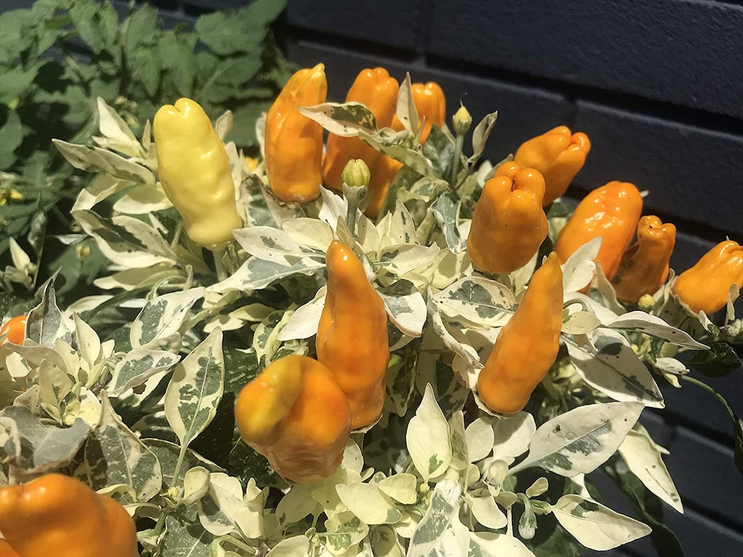 Orange Fish Pepperoncini Bonchi Bonsai Pepper Premium Seed Packet - Etsy