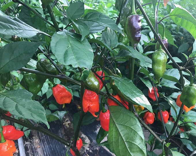 Pink Tiger X Carolina Reaper Hybrid Premium Seed Packet Record Hottest ...