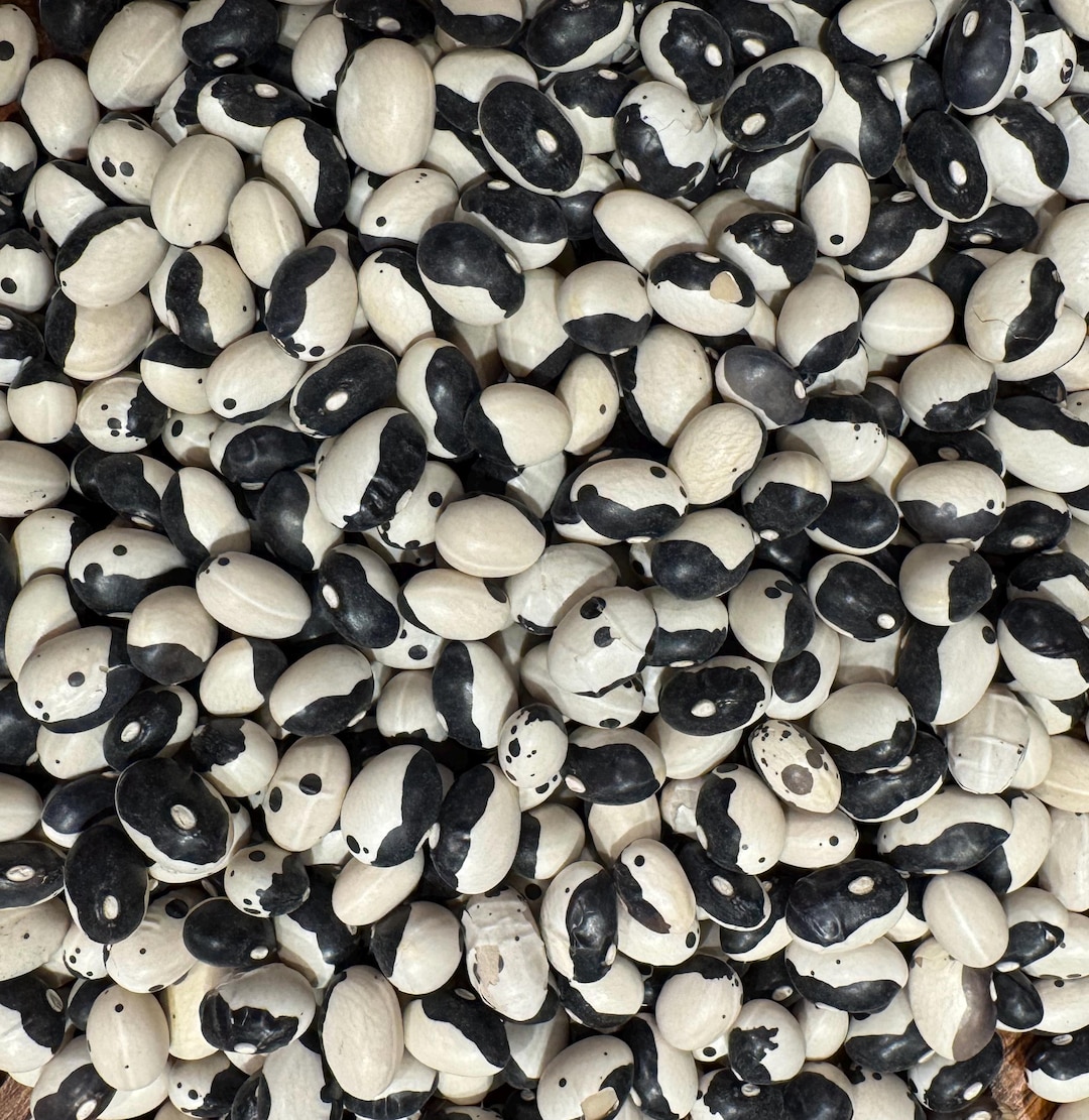 Orca Yin Yang Black Calypso Bean Heirloom Seed Packet - Etsy