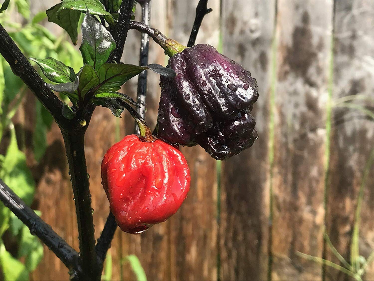 Purple Carolina Reaper HP22B Pepper Premium Seed Packet Record Hottest ...