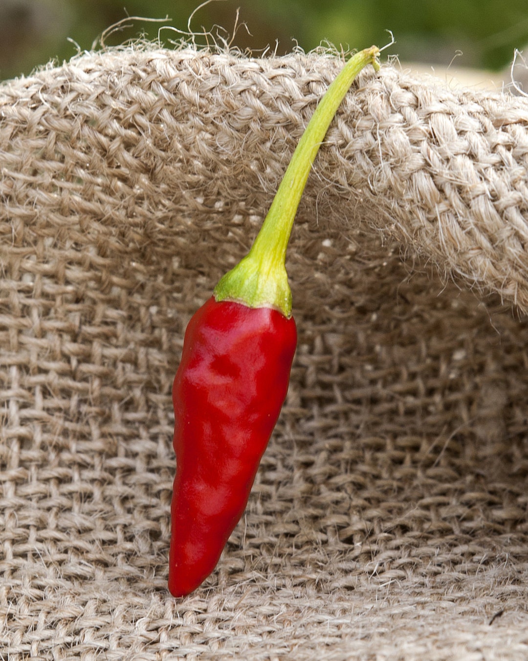 African Pequin Birds Eye Heirloom Pepper Premium Seed Packet - Etsy