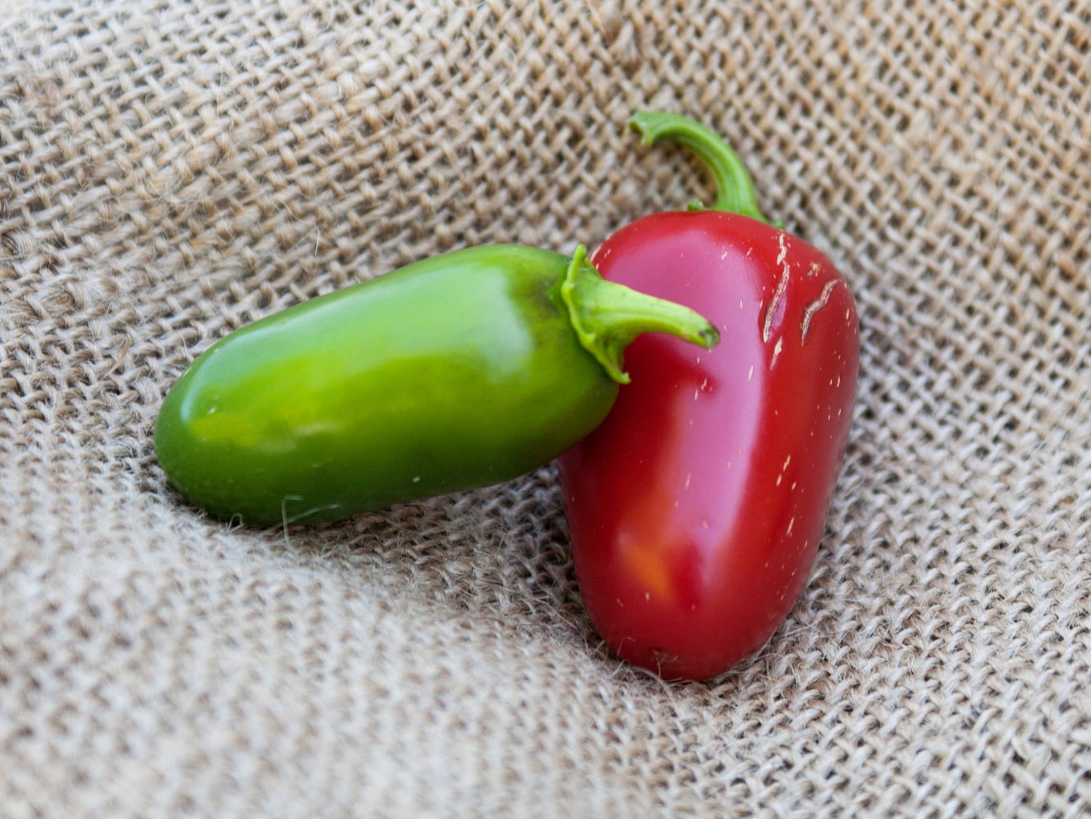 Huge Jalmundo Jalapeno Pepper Premium Seed Packet Perfect for Poppers ...