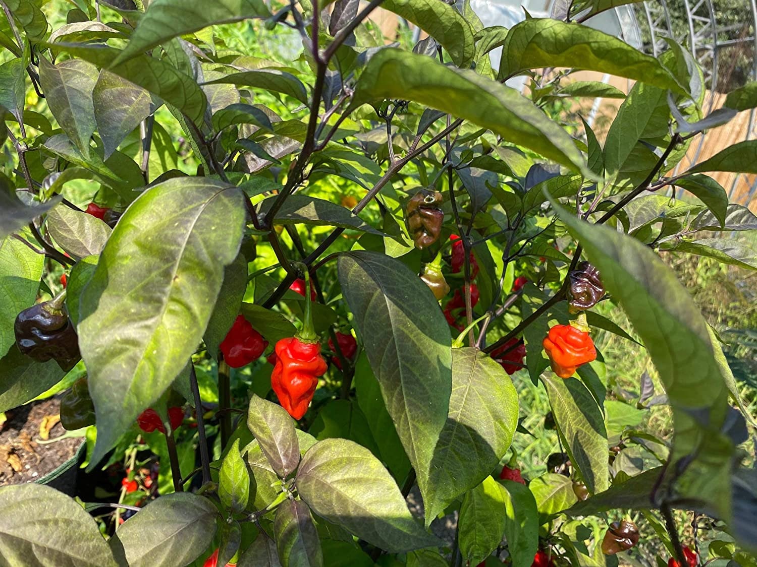 Dragon's Breath x Pink Tiger Hybrid Chile Pepper Premium | Etsy