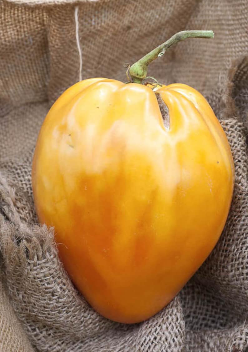 Orange Oxheart Heirloom Tomato Premium Seed Packet - Etsy