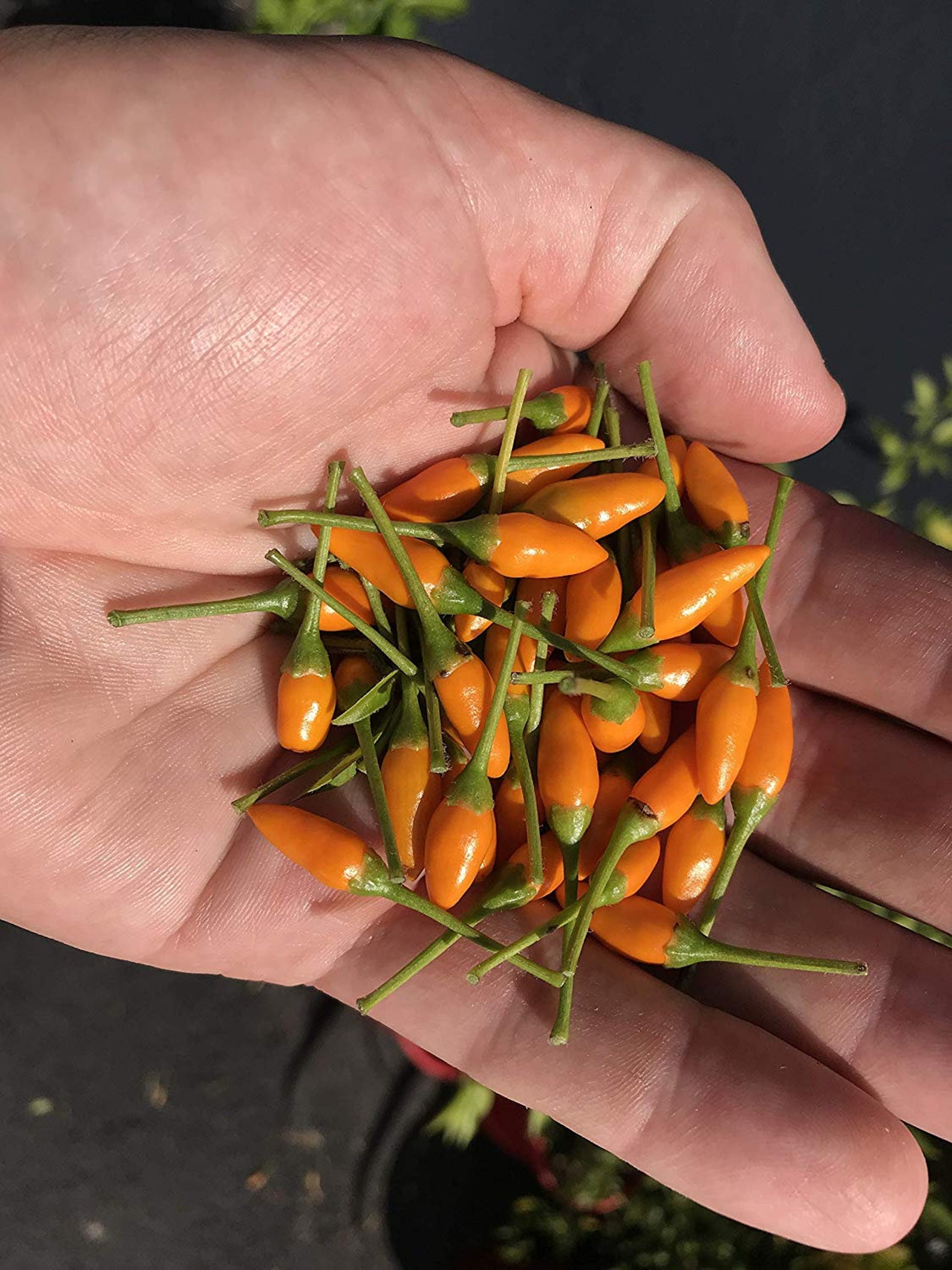 Yellow African Pequin Birds Eye Heirloom Pepper Premium Seed - Etsy