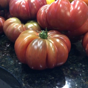 Tims Black Ruffles Heirloom Tomato Premium Seed Packet - Etsy