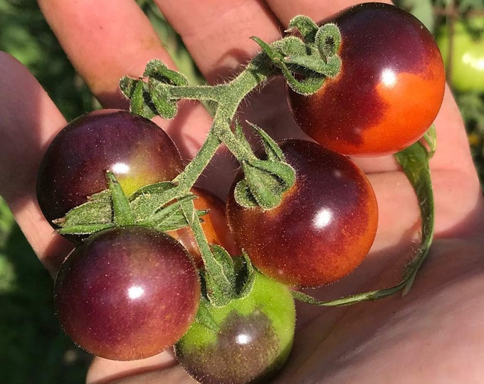 Striped speckled Roman Heirloom Tomato Premium Seed Packet - Etsy