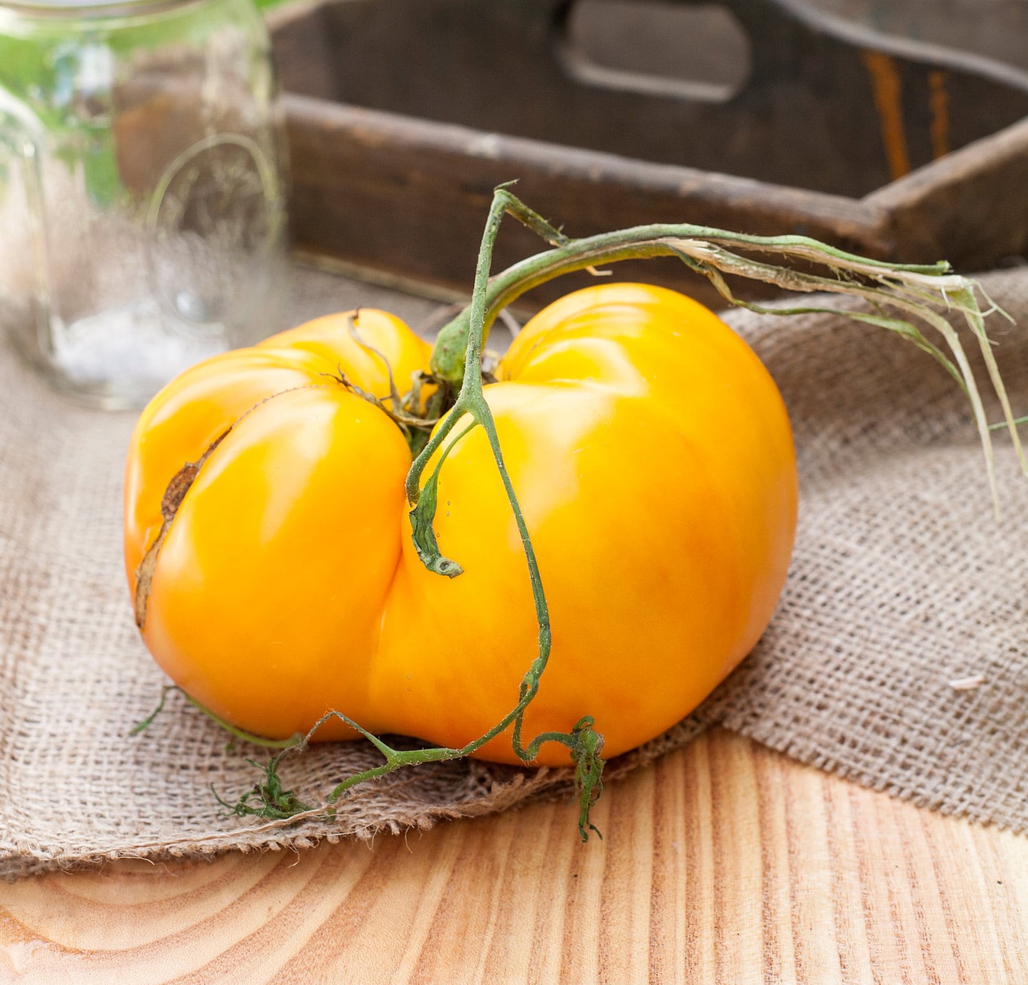 King of Siberia Heirloom Tomato Premium Seed Packet - Etsy