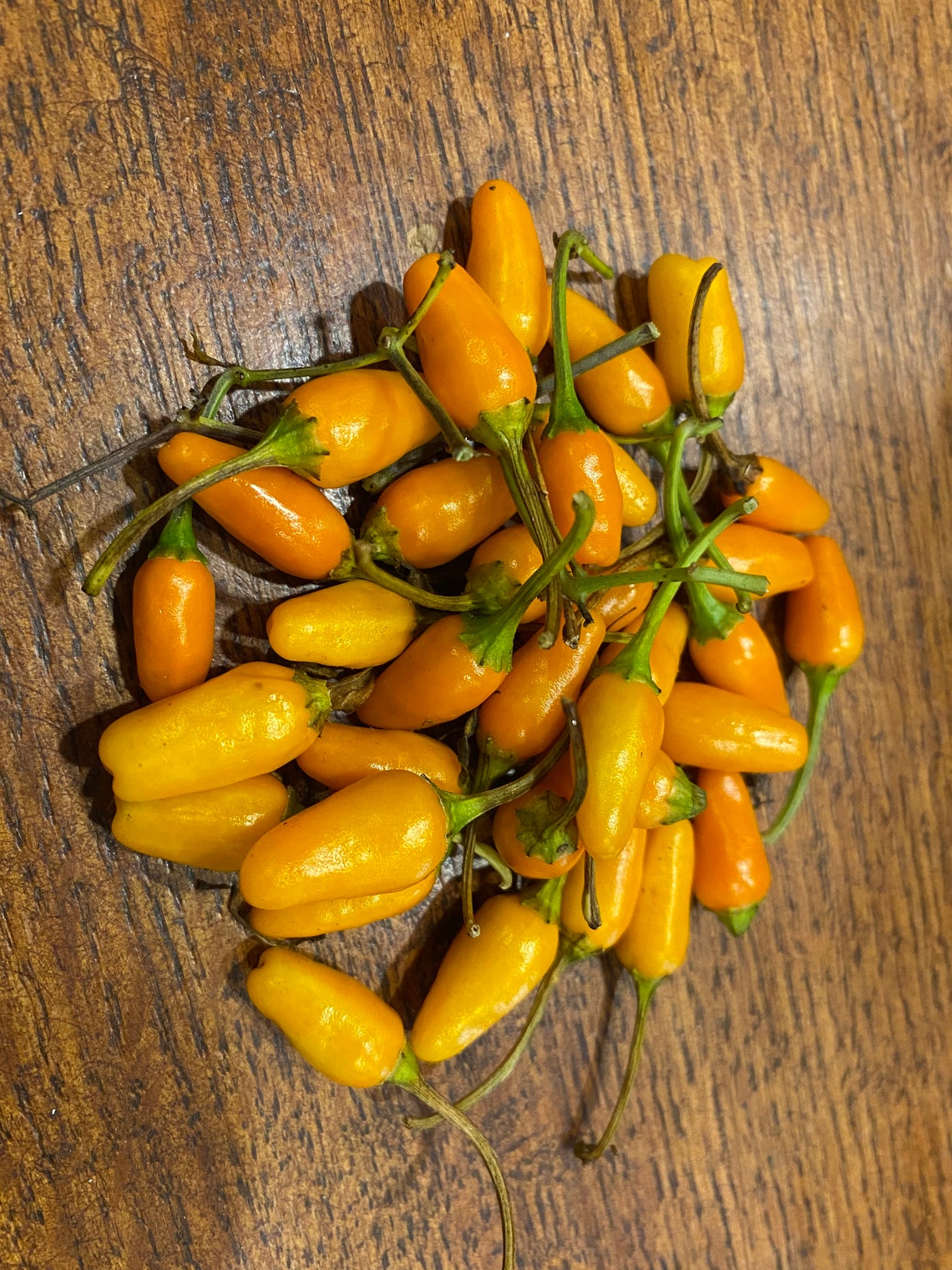 Yellow Tabasco Heirloom Hot Pepper Premium Seed Packet - Etsy