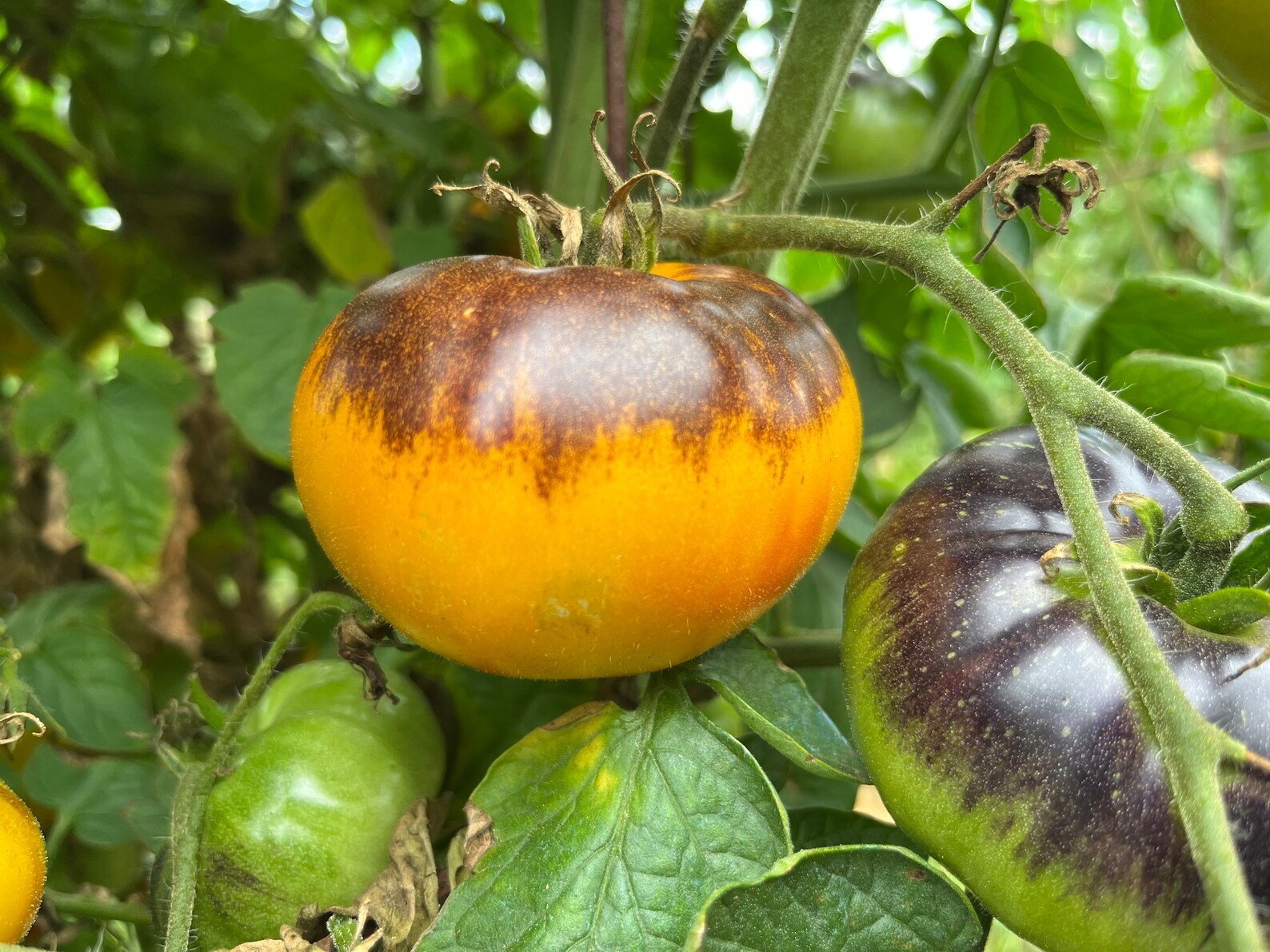 Yellow Dragon Heirloom Tomato Premium Seed Packet - Etsy