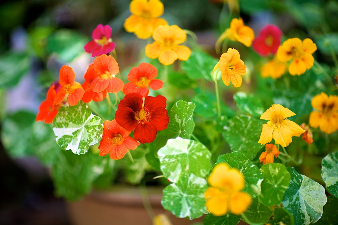 Alaska Mix Nasturtium Variegated Edible Salad Flower Premium Seed ...