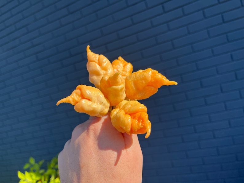 Star Scream Ultra Hot Pepper Premium Seed Packet - Etsy