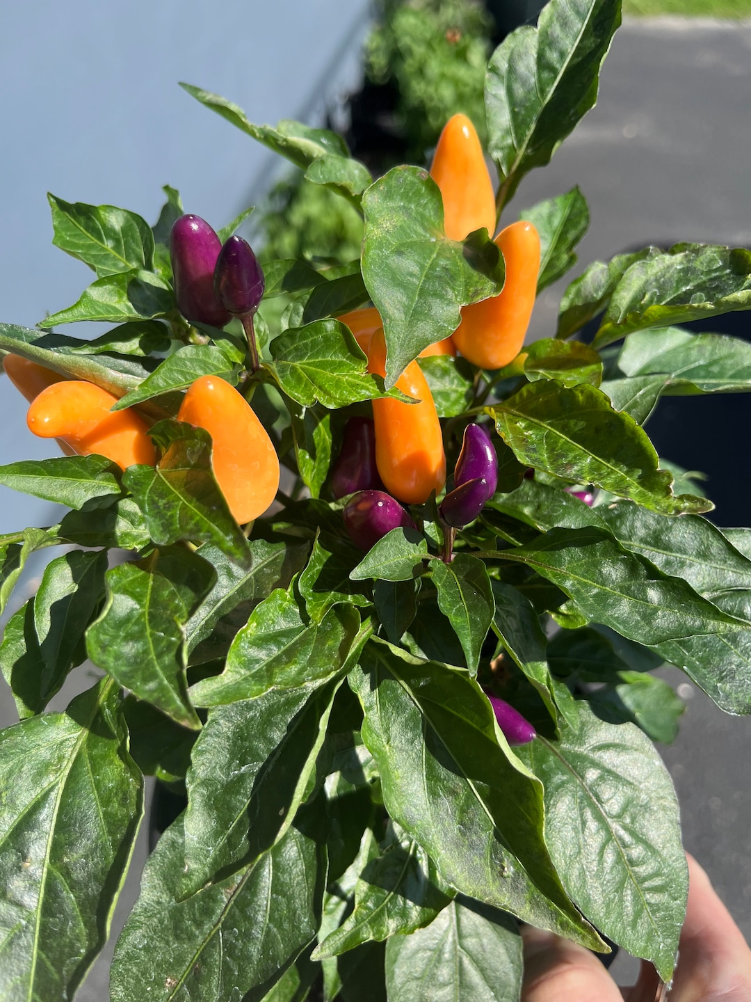 Mischief Night Ornamental Bonsai Chile Bonchi Pepper Premium Seed ...