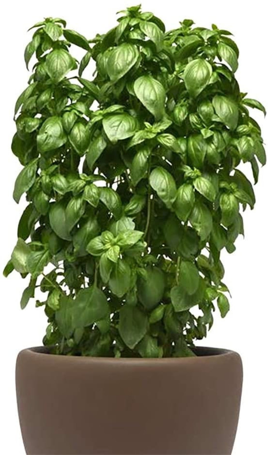 Everleaf Compact Container Basil Genovese Pesto Premium Seed Packet - Etsy