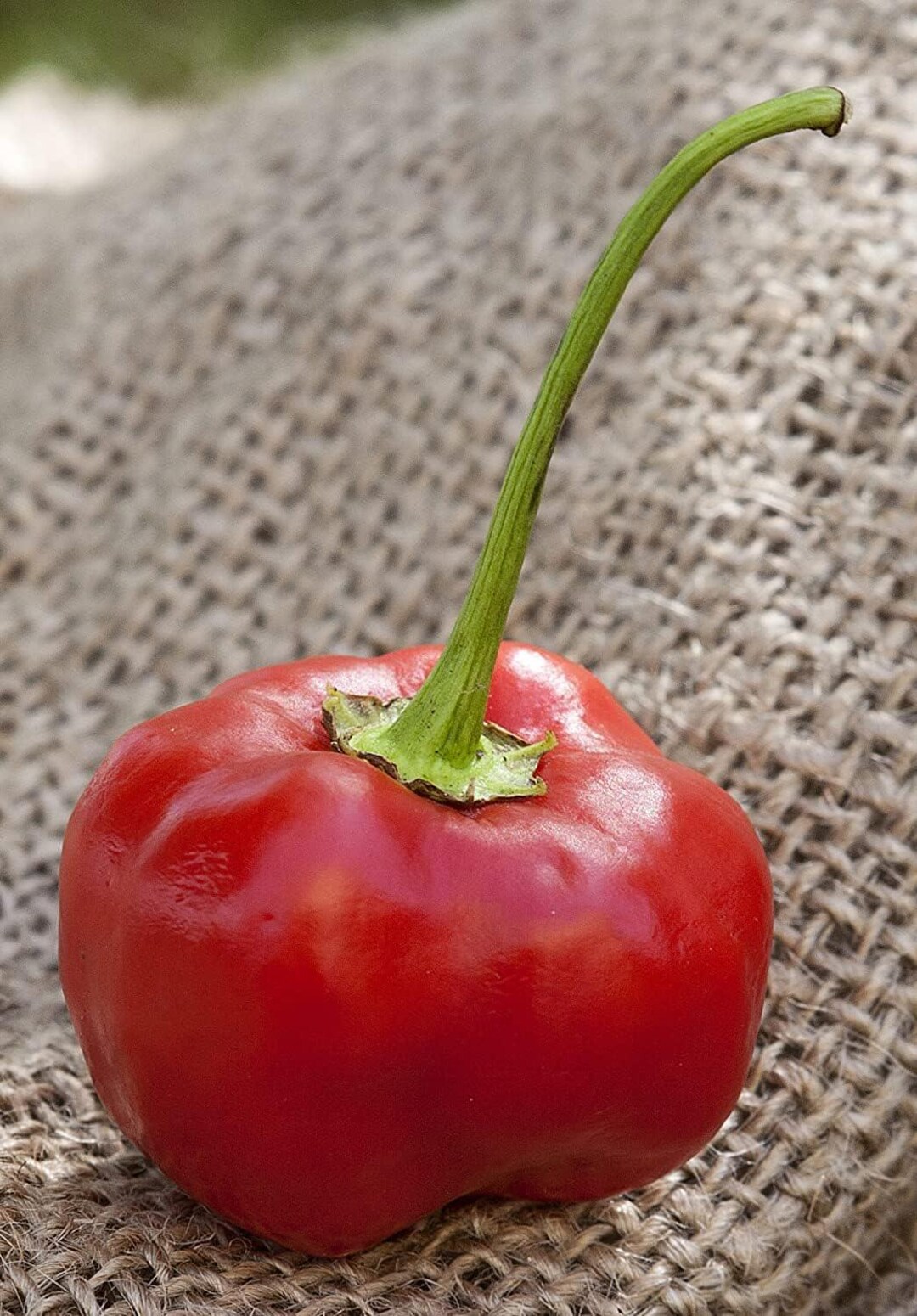 Malawi Piquante Pepperdew Heirloom Pepper Premium Seed Packet - Etsy