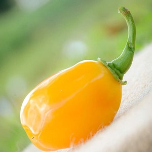 Aji Dulce Yellow Round Heirloom Pepper Premium Seed Packet + More - Etsy