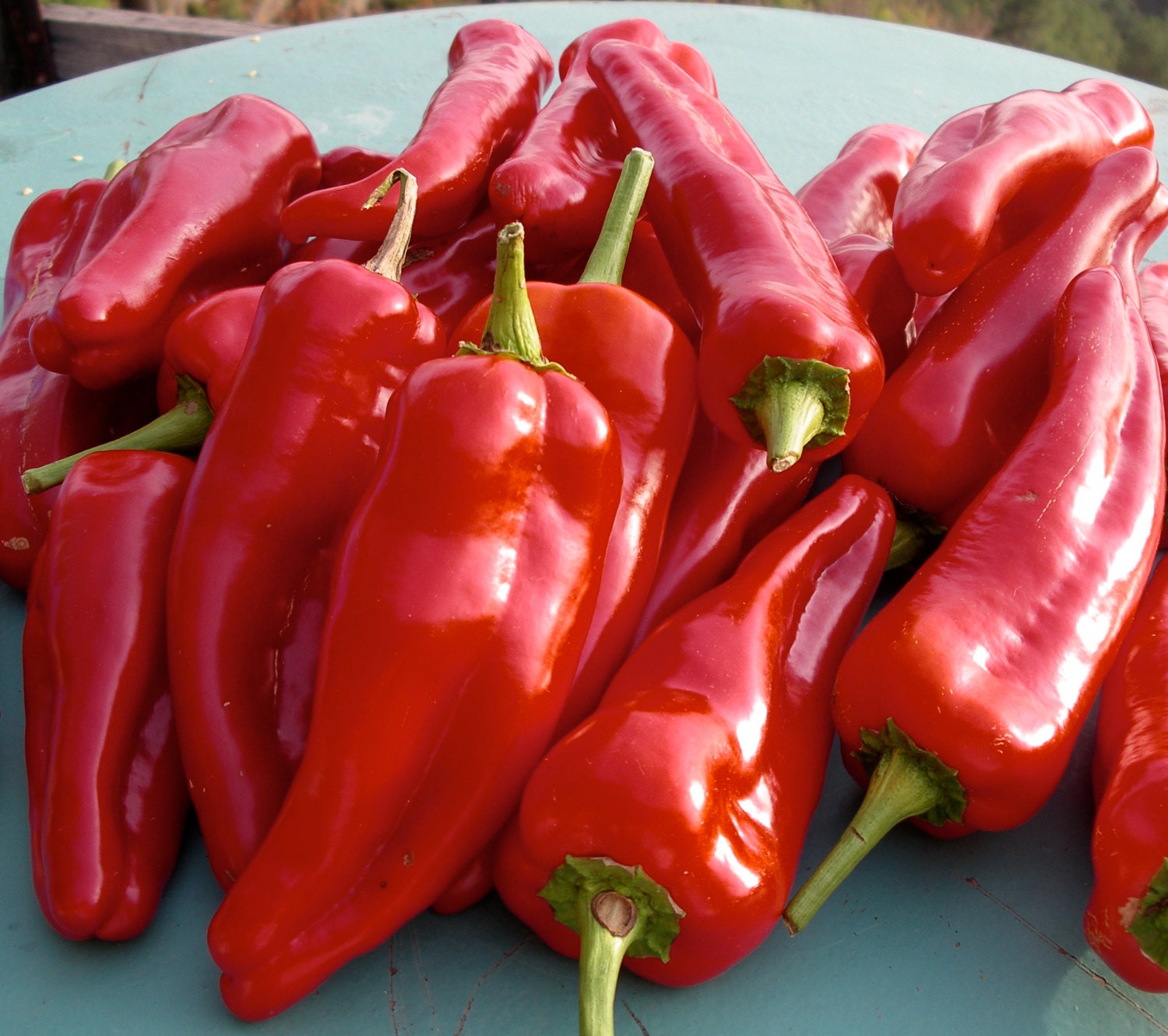 Doux D'espagne the Famous Basque Region Heirloom Pepper - Etsy