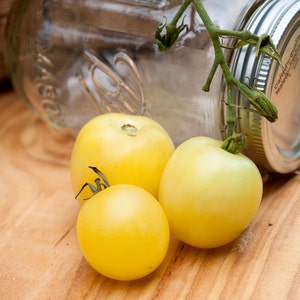Super Snow White Heirloom Tomato Premium Seed Packet - Etsy