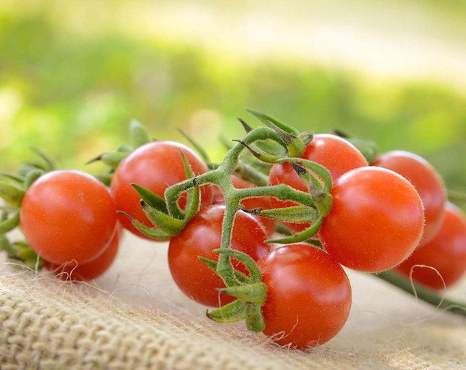 Solar Flare Heirloom Tomato Premium Seed Packet - Etsy