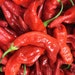 Kraken Scorpion Pepper Premium Seed Packet - Etsy