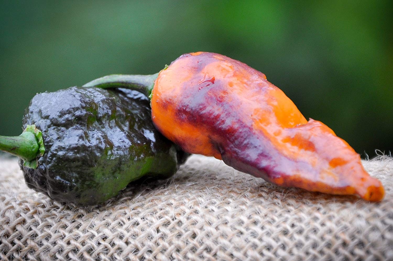 Black Panther Hot Pepper Premium Seed Packet More | Etsy
