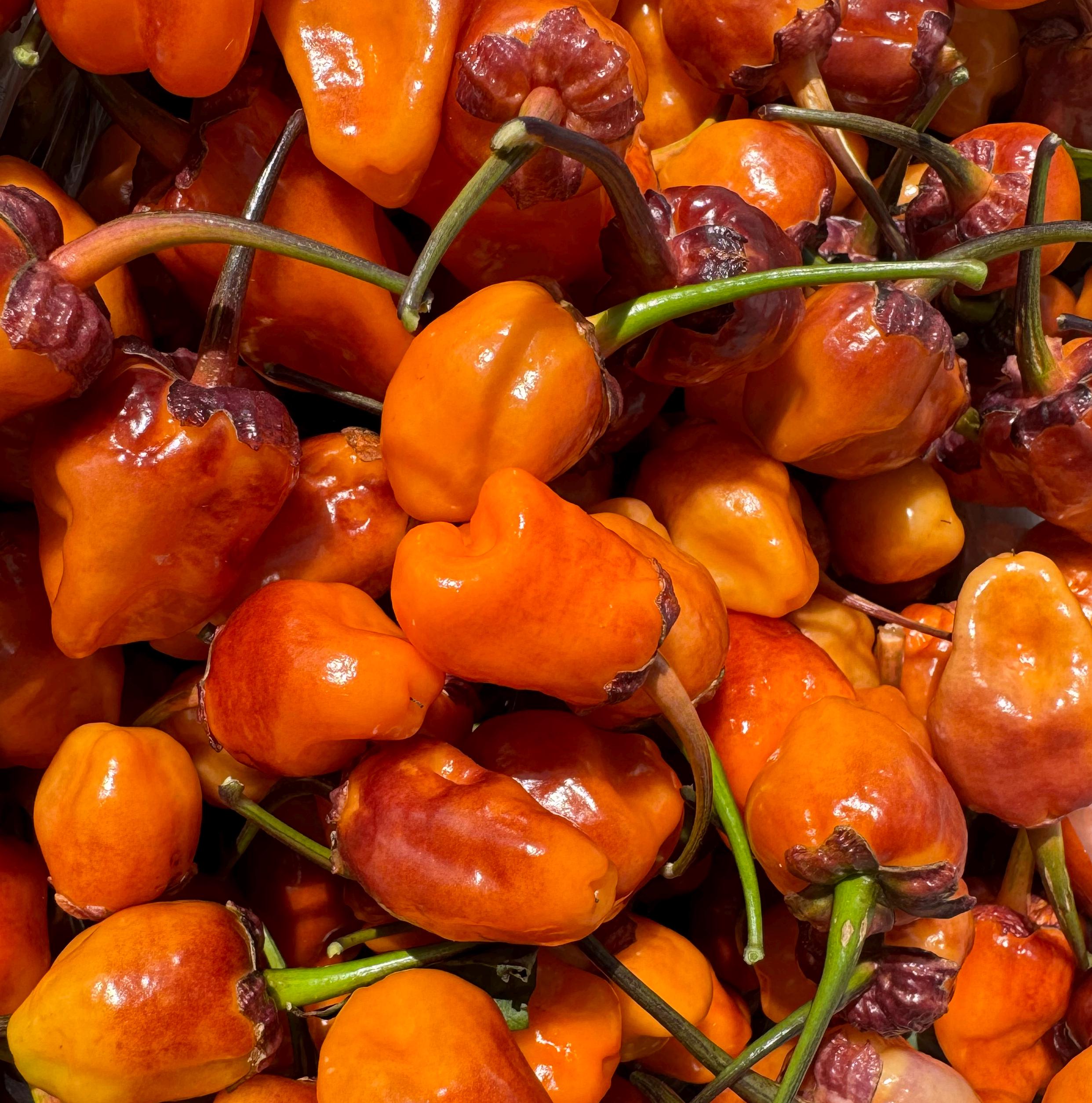 Blood Orange Bubblegum BBG7 7 Pot Pepper Premium Seed Packet - Etsy
