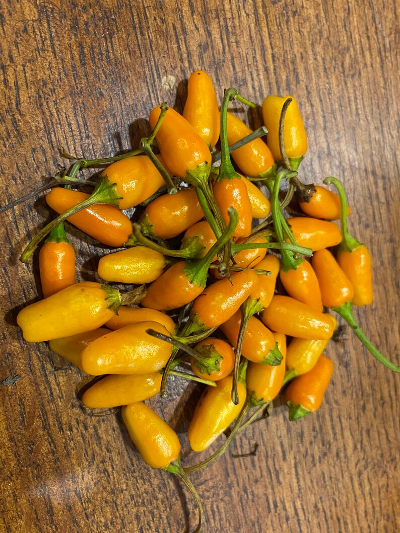 Yellow Tabasco Heirloom Hot Pepper Premium Seed Packet - Etsy