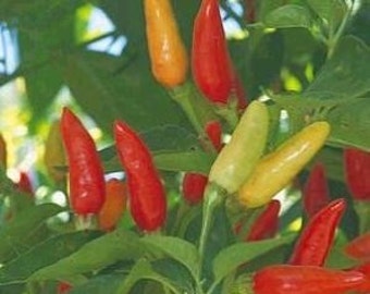 Yellow Tabasco Heirloom Hot Pepper Premium Seed Packet - Etsy