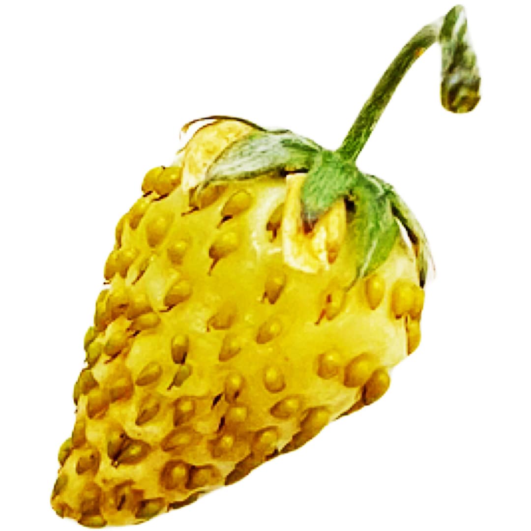 Pineapple Crush White Alpine Strawberry Fraise Des Bois Premium Seed ...