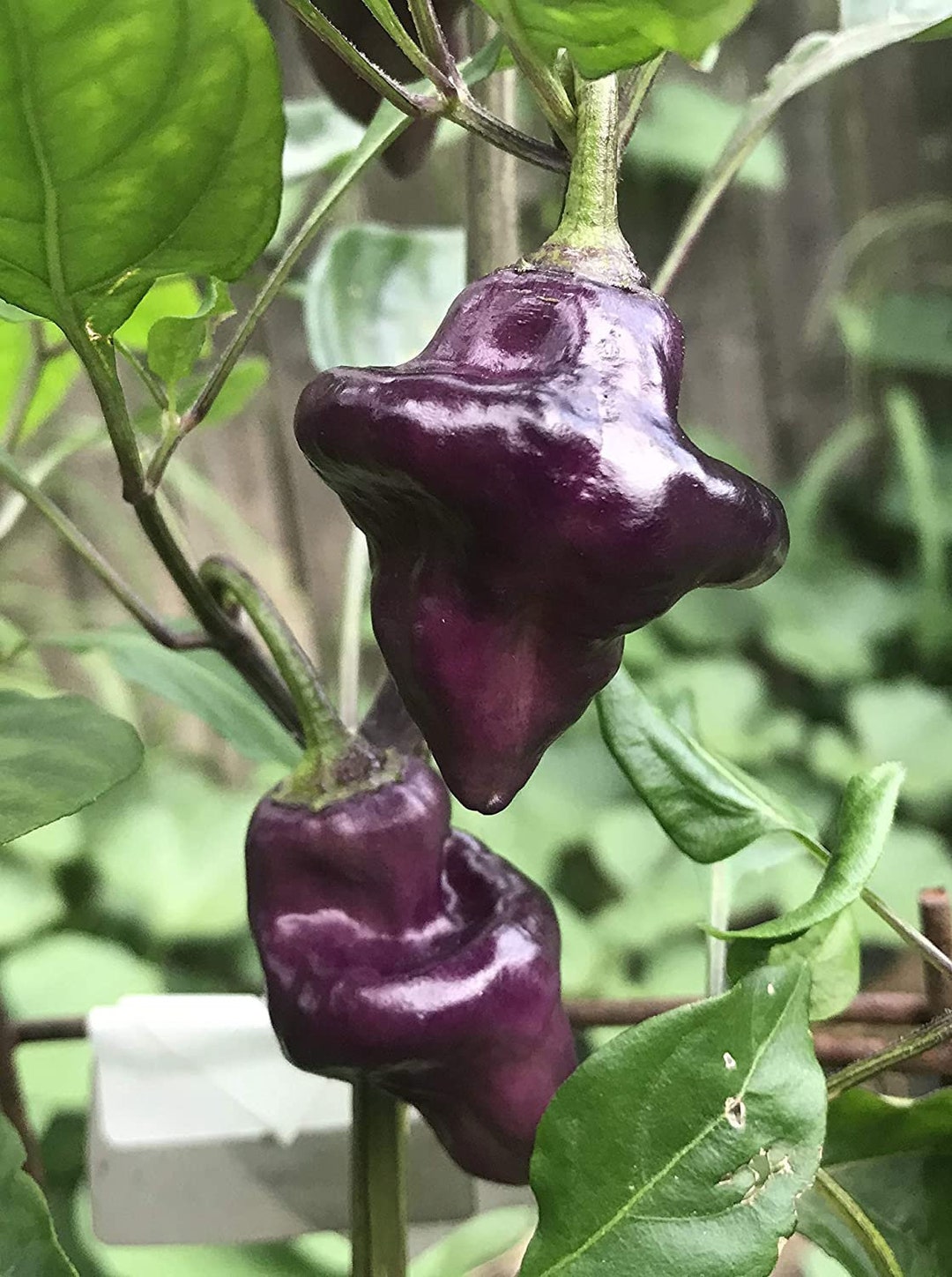 Purple UFO Pepper Premium Seed Packet - Etsy