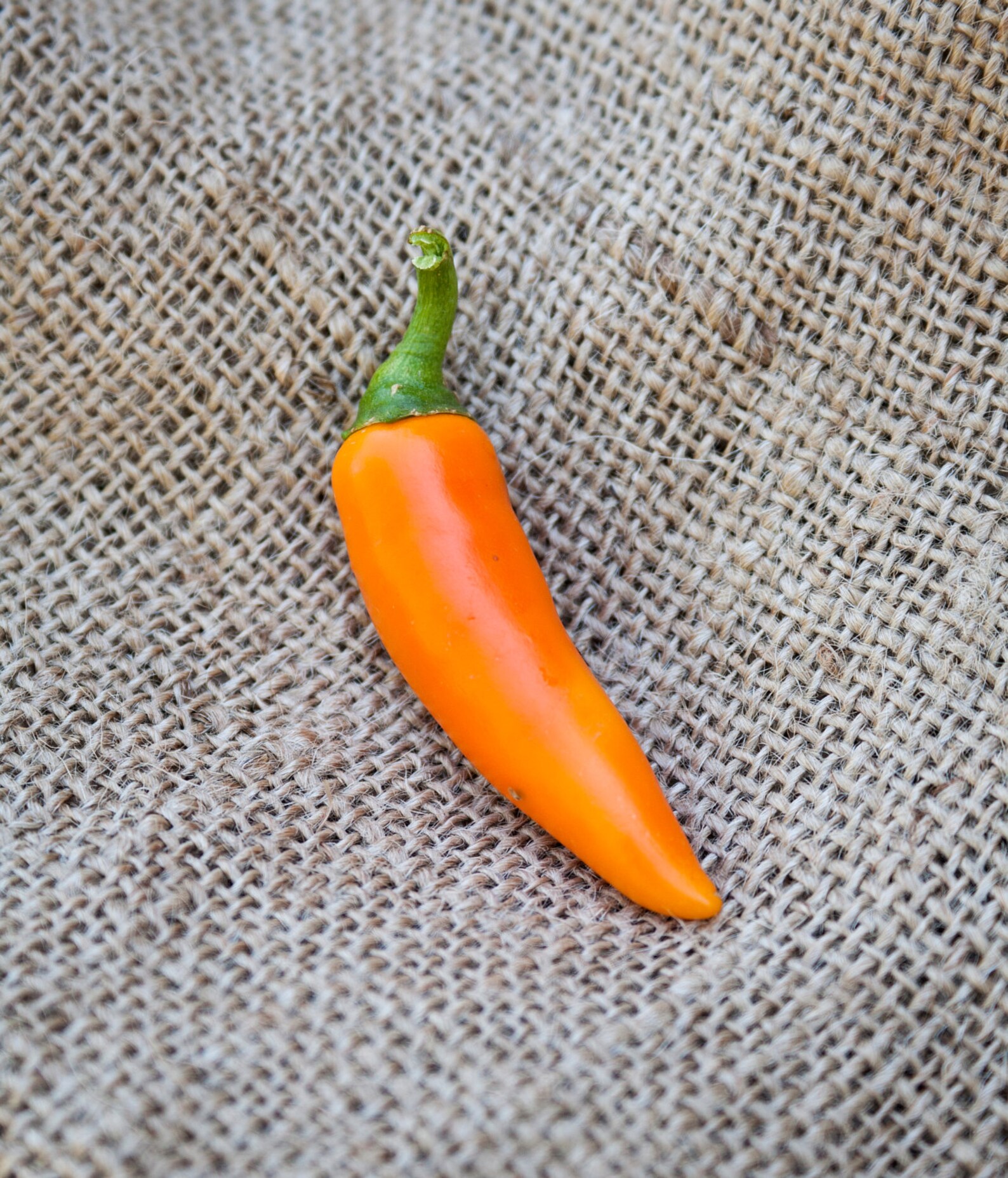 Bulgarian Carrot Shipkas Pepper HeirloomPremium Seed Packet | Etsy