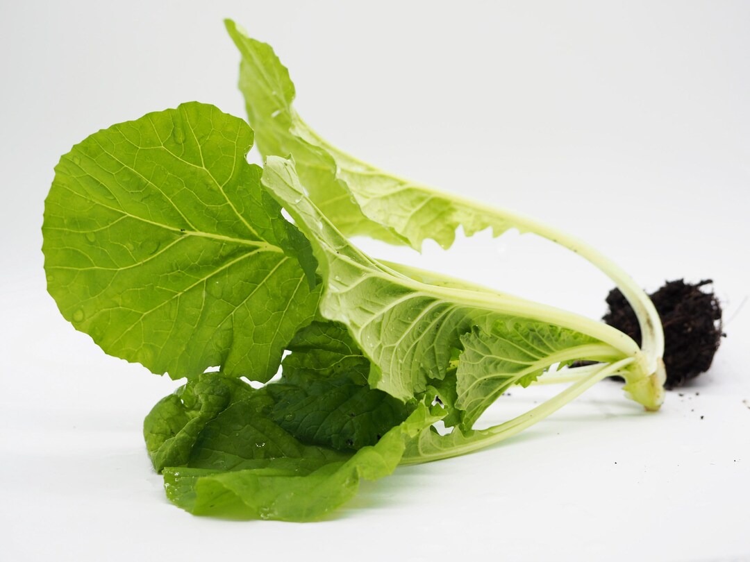 Tokyo Bekana Asian Cabbage Greens Premium Seed Packet - Etsy