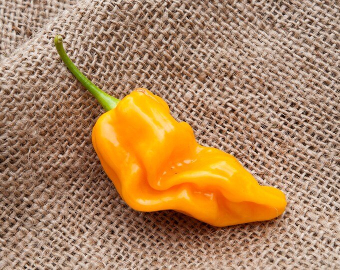 Aleppo Chile Hot Pepper Premium Seed Packet More - Etsy