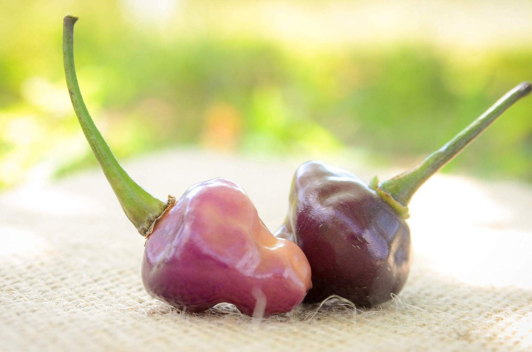 Cheiro Roxa Hot Pepper Premium Seed Packet + More - Etsy