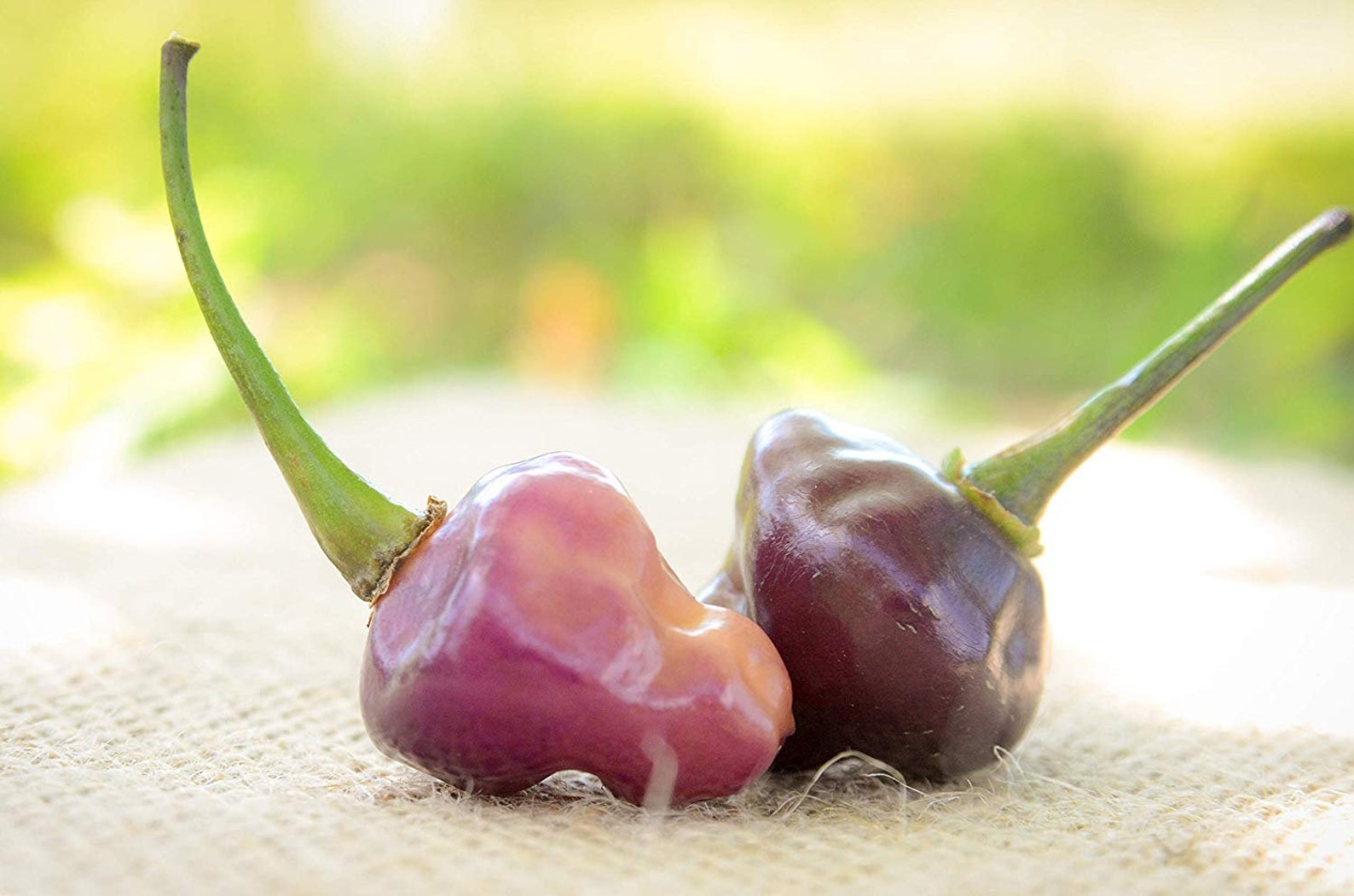 Cheiro Roxa Hot Pepper Premium Seed Packet More | Etsy