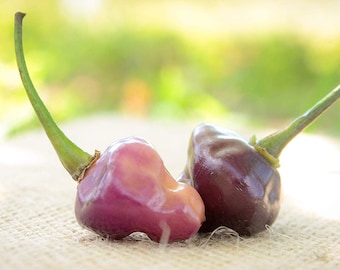 Count Dracula Vampire Pepper Premium Seed Packet - Etsy