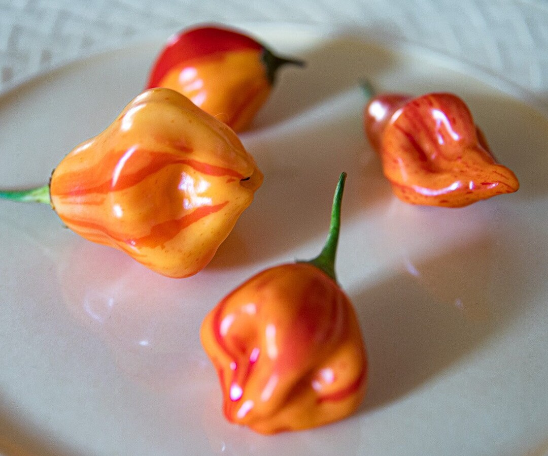 Zebrange Striped Sugar Rush Heirloom Pepper Premium Seed Packet - Etsy