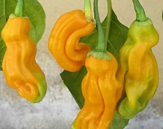 Aji Mango Chile Heirloom Pepper Premium Seed Packet - Etsy