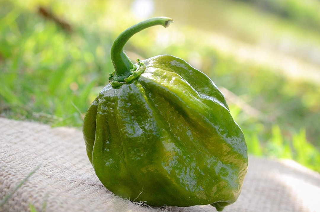 7pot 7 Pot Evergreen Pepper Hot Pepper Premium Seed Packet - Etsy