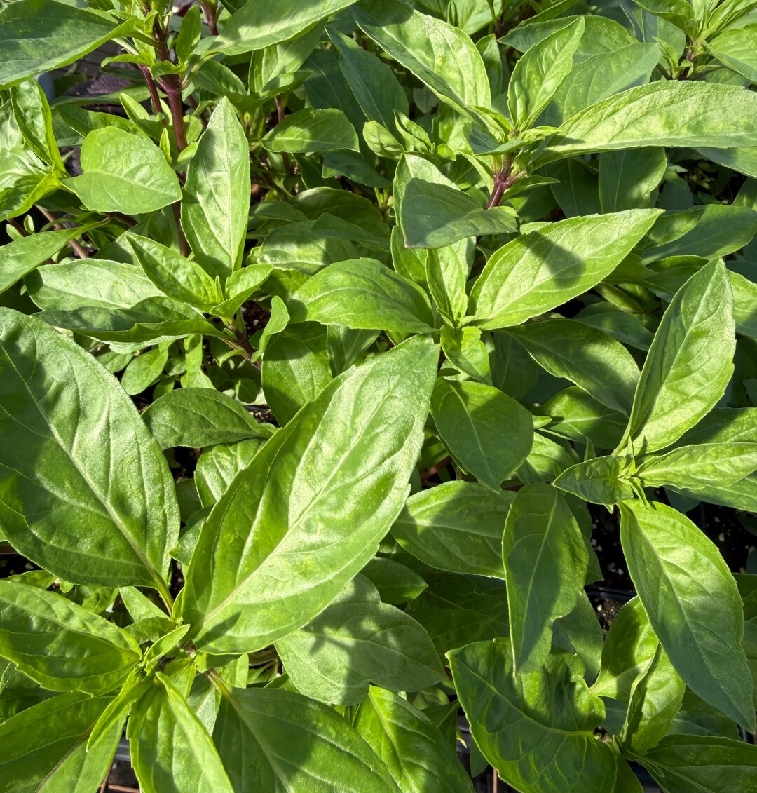 LIVE PLANT Thai Basil Ocimum Basilicum Var. Thyrsiflora 3" Deep Pot - Etsy